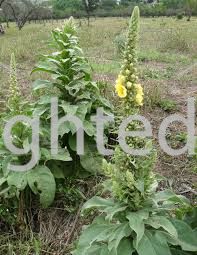 дивина квіти-Verbascum